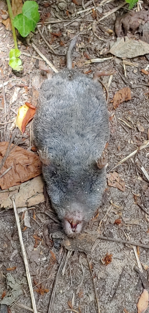 Northern Short-tailed Shrew from Philadelphia, PA 19128, USA on July 9 ...