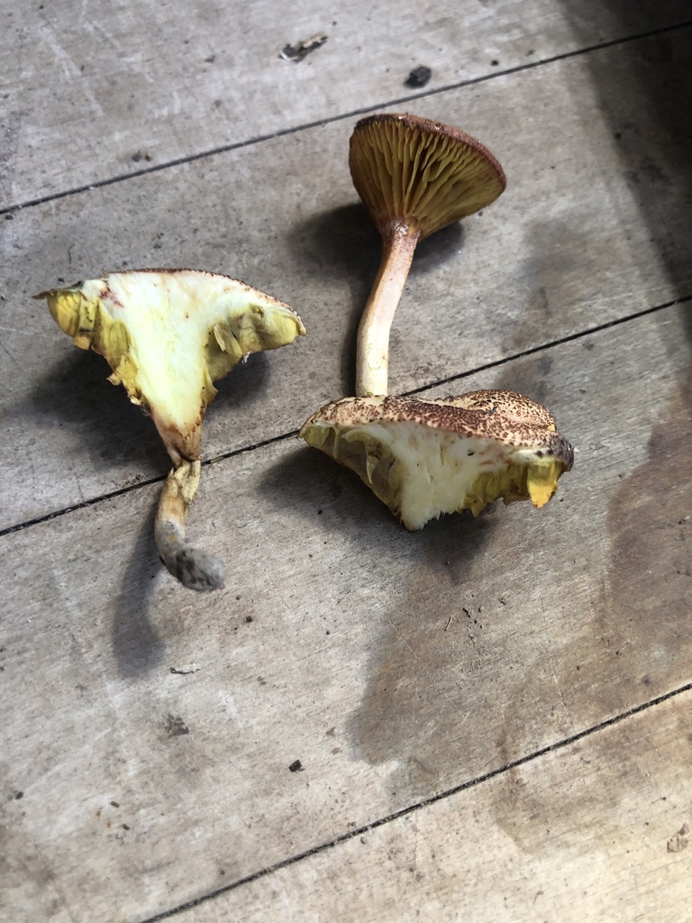 Phylloporus from Washington County Lake, Nashville, IL, US on July 19 ...