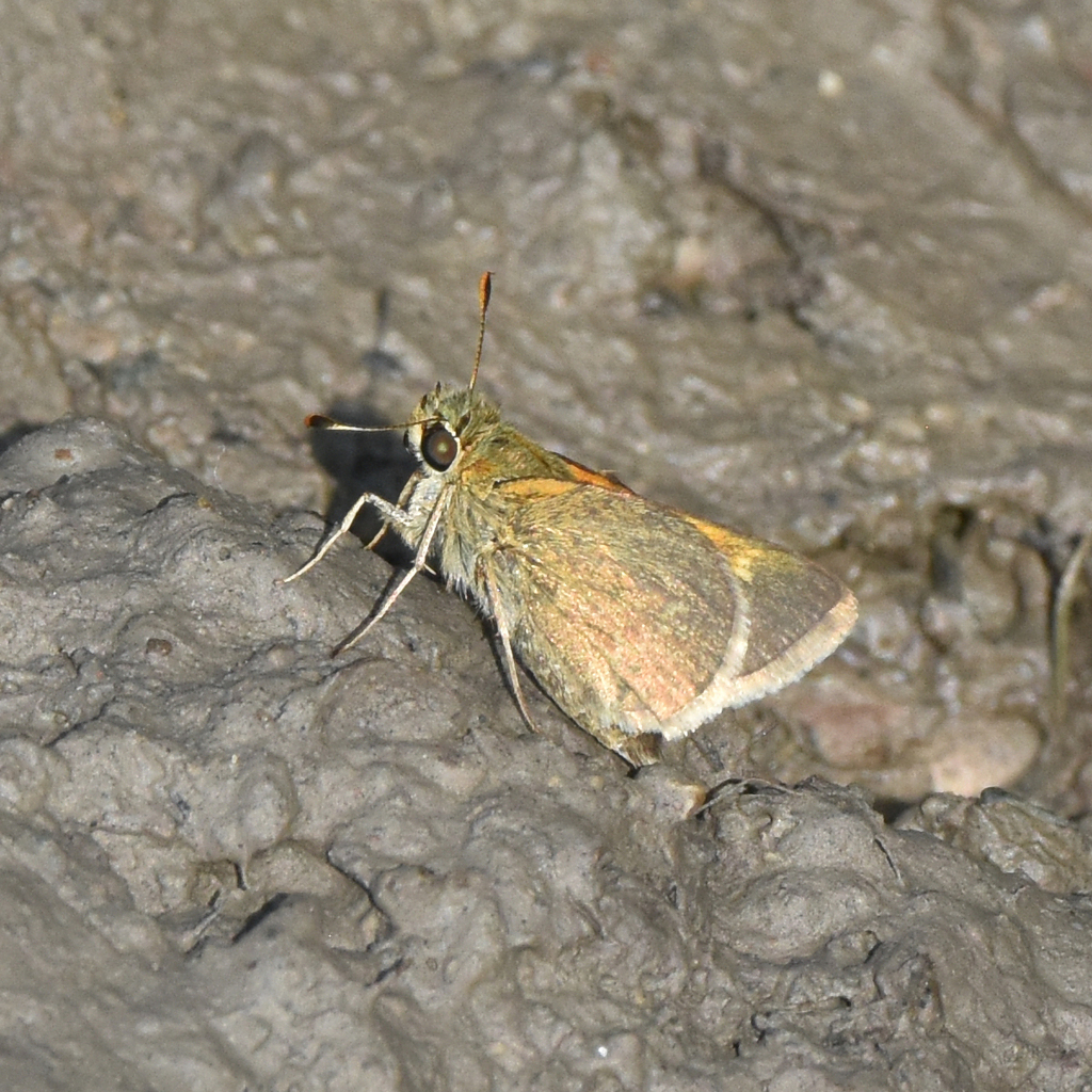 Tawny-edged Skipper from Westminster, London, ON, Canada on July 26 ...