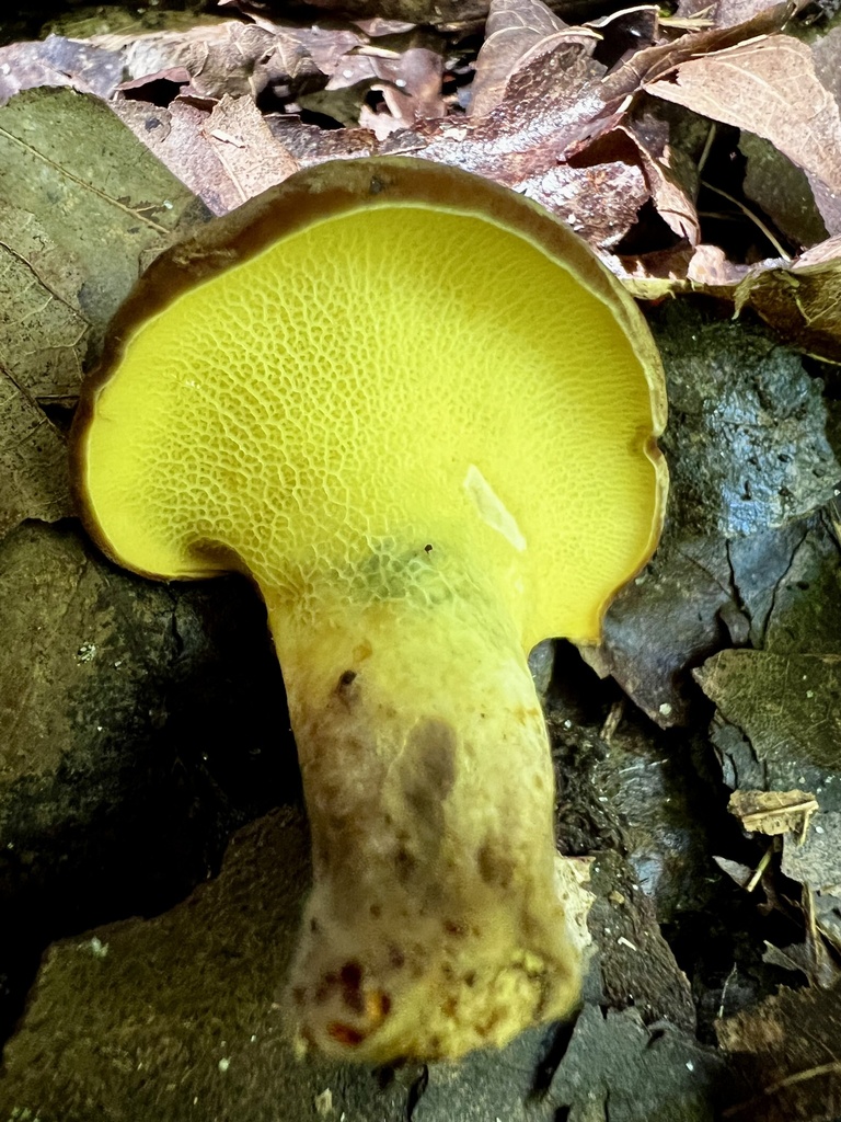 ash-tree bolete in July 2024 by mpearlstein · iNaturalist