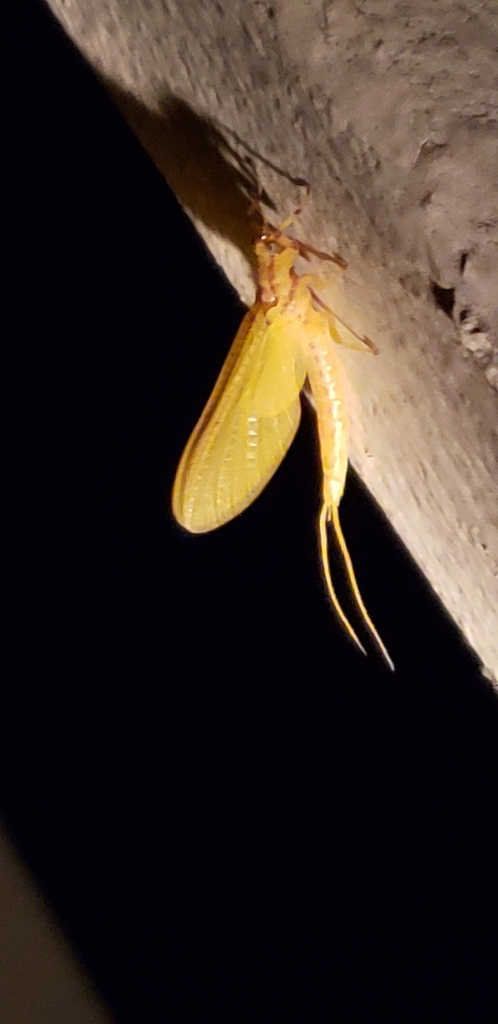 Giant Mayfly from Muenster Lake Park, Muenster, Cooke County, Texas on ...