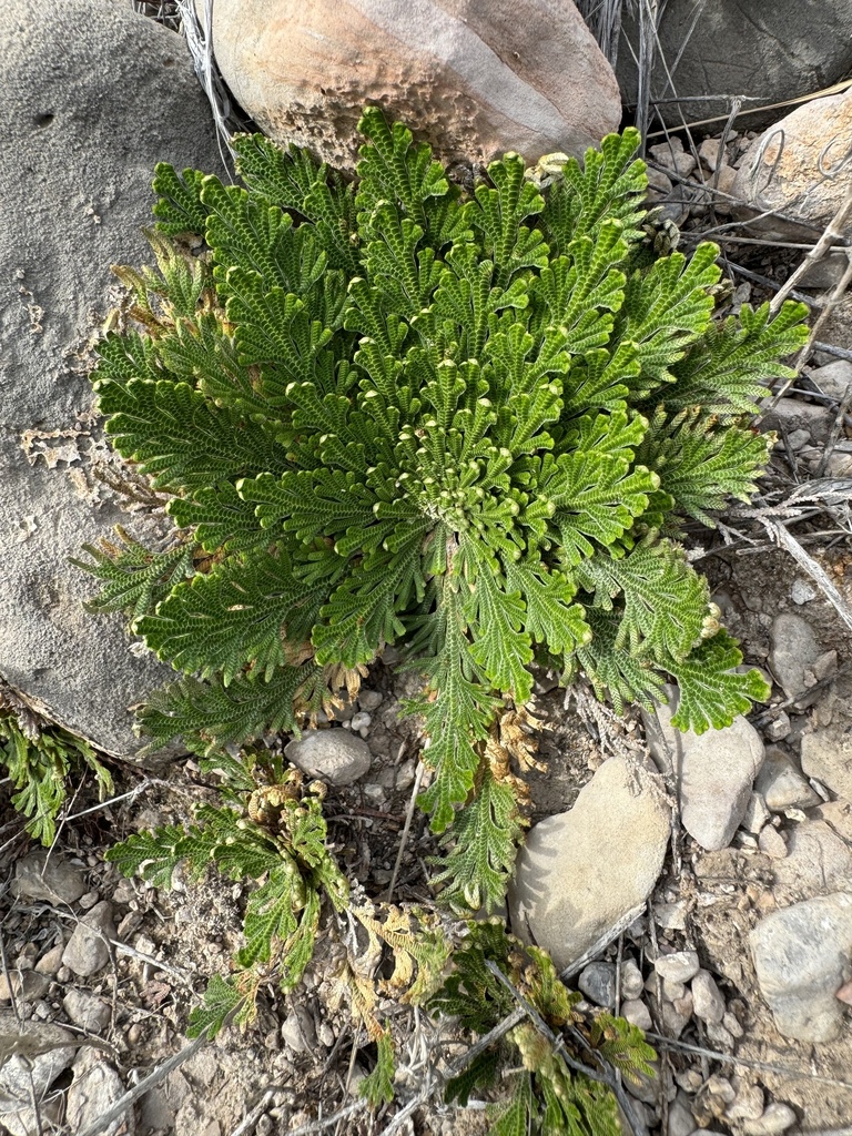 resurrection plant from Alpine, TX, US on July 14, 2024 at 09:41 AM by ...