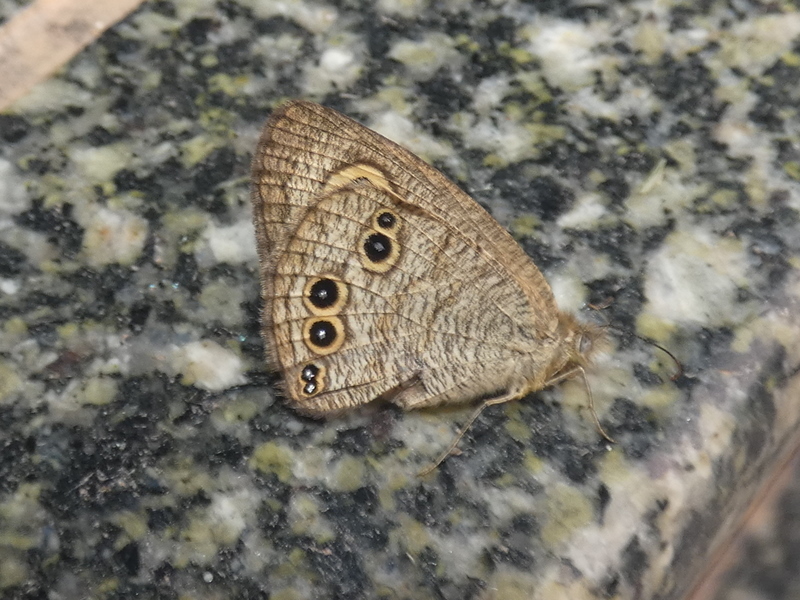 Ring Butterflies from Vientiane, Laos on July 27, 2024 at 06:27 AM by ...