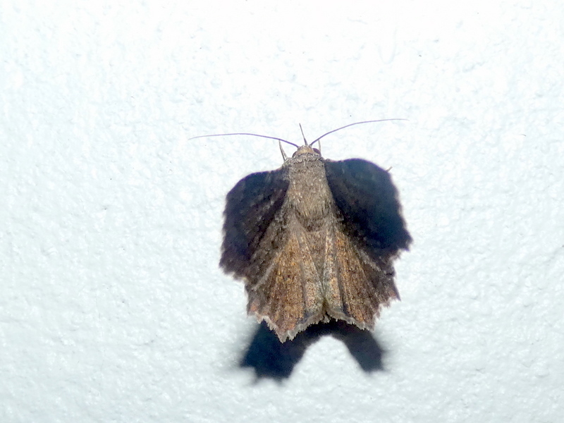 Renodes from Vientiane, Laos on July 27, 2024 at 06:22 AM by Louis ...