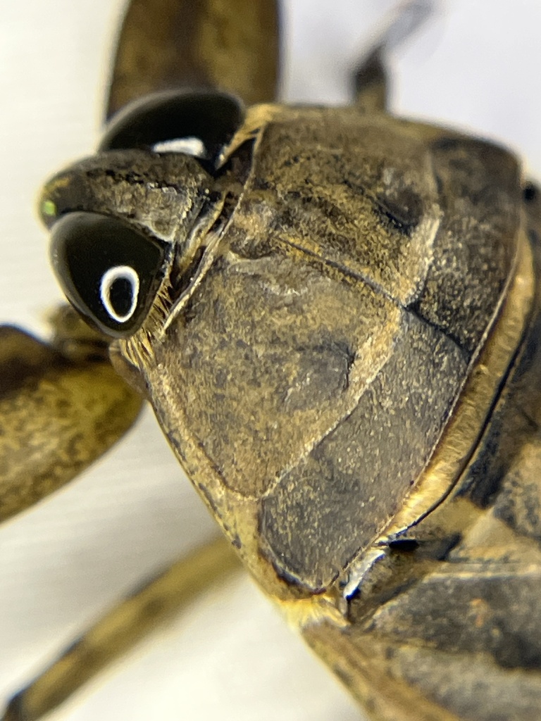 Uhler's Giant Water Bug from Draper Rd, Tomball, TX, US on July 26 ...