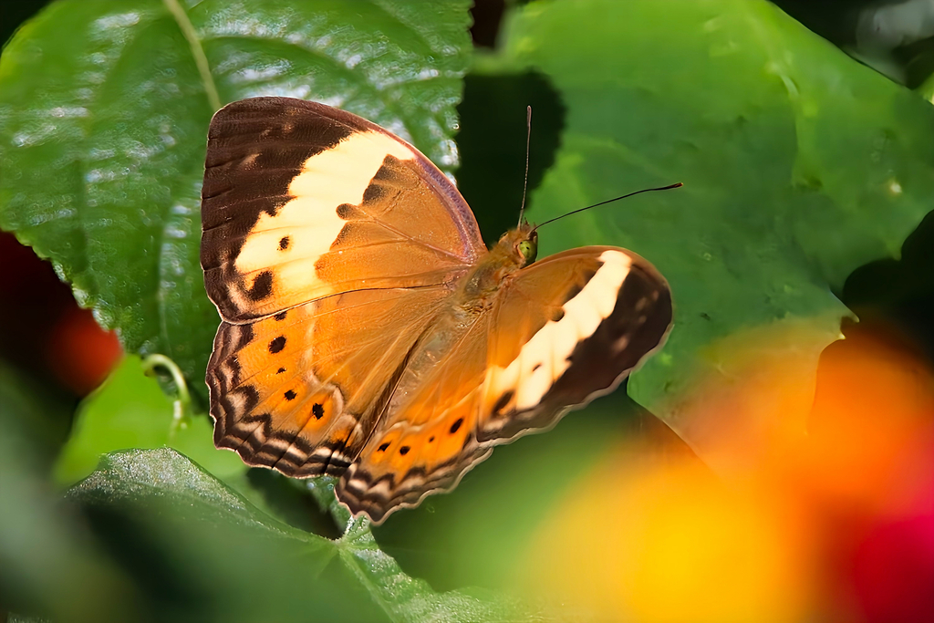 Cupha arias from Liptong, Valencia, Negros Oriental, Philippines on ...