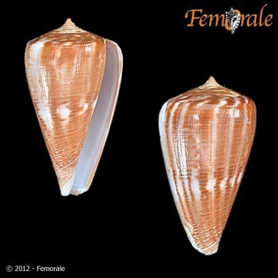 Hyena Cone (Conus hyaena) · iNaturalist