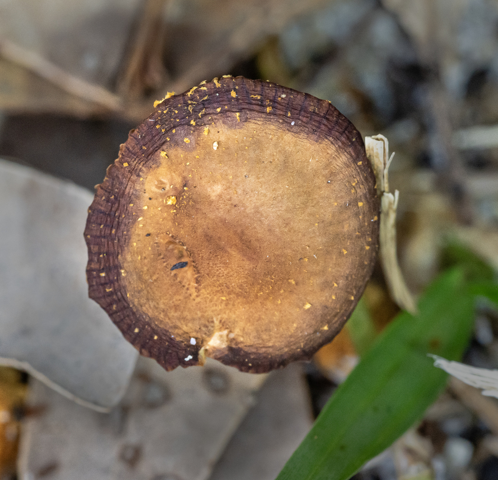 Descolea recedens from Central Coast NSW, Australia on June 29, 2024 at ...