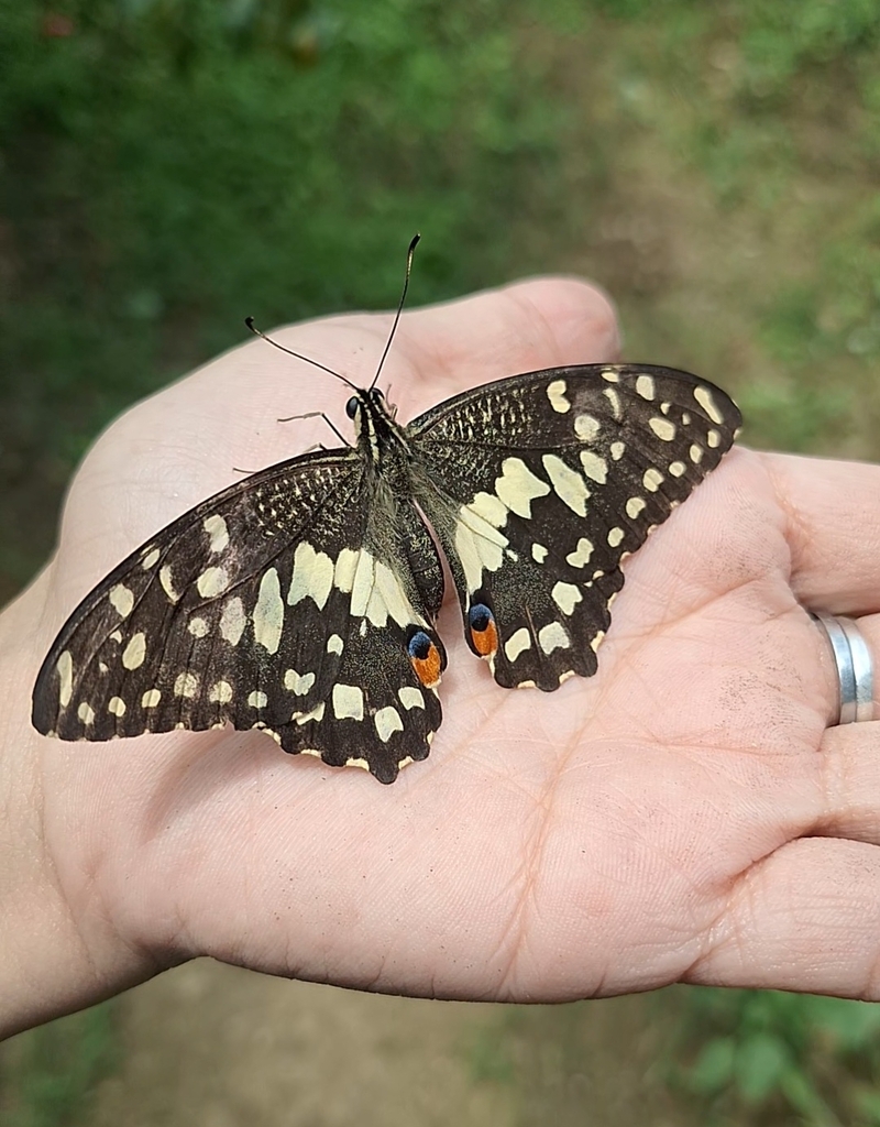 Lime Swallowtail from 731 Pabahay, Tagaytay, Cavite, Philippines on ...