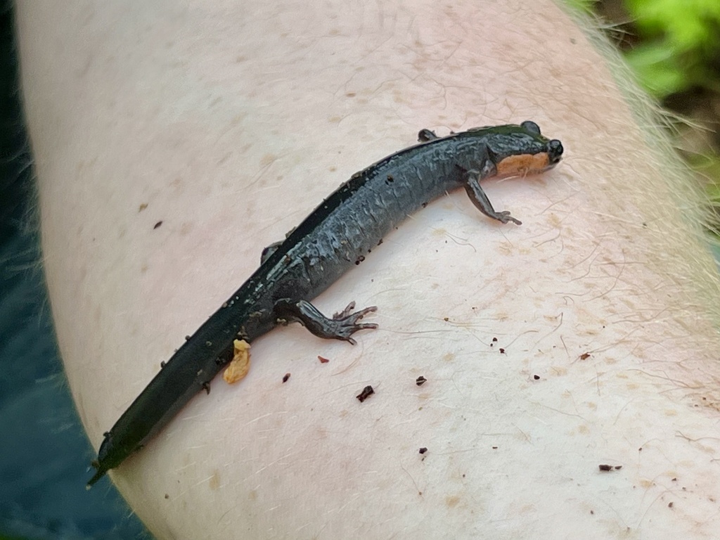 Red-cheeked Salamander in May 2024 by Ashley M Bradford · iNaturalist