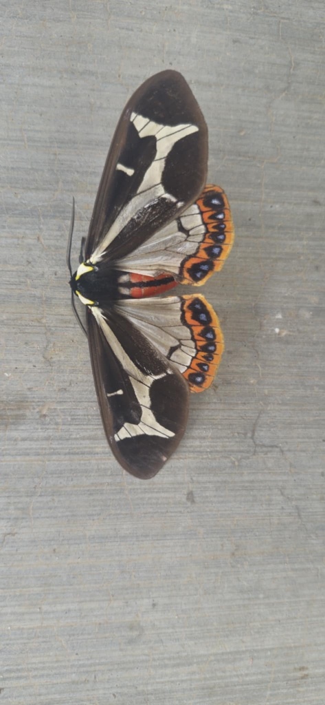 Southern Giant Flag Moth from Xapawiyeme, Ocota de la Sierra, Nay., MX ...