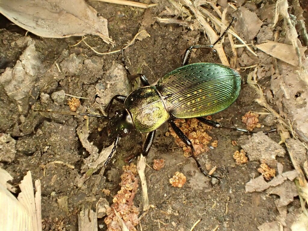 Carabus insulicola kantoensis in March 2020 by renshuchu · iNaturalist