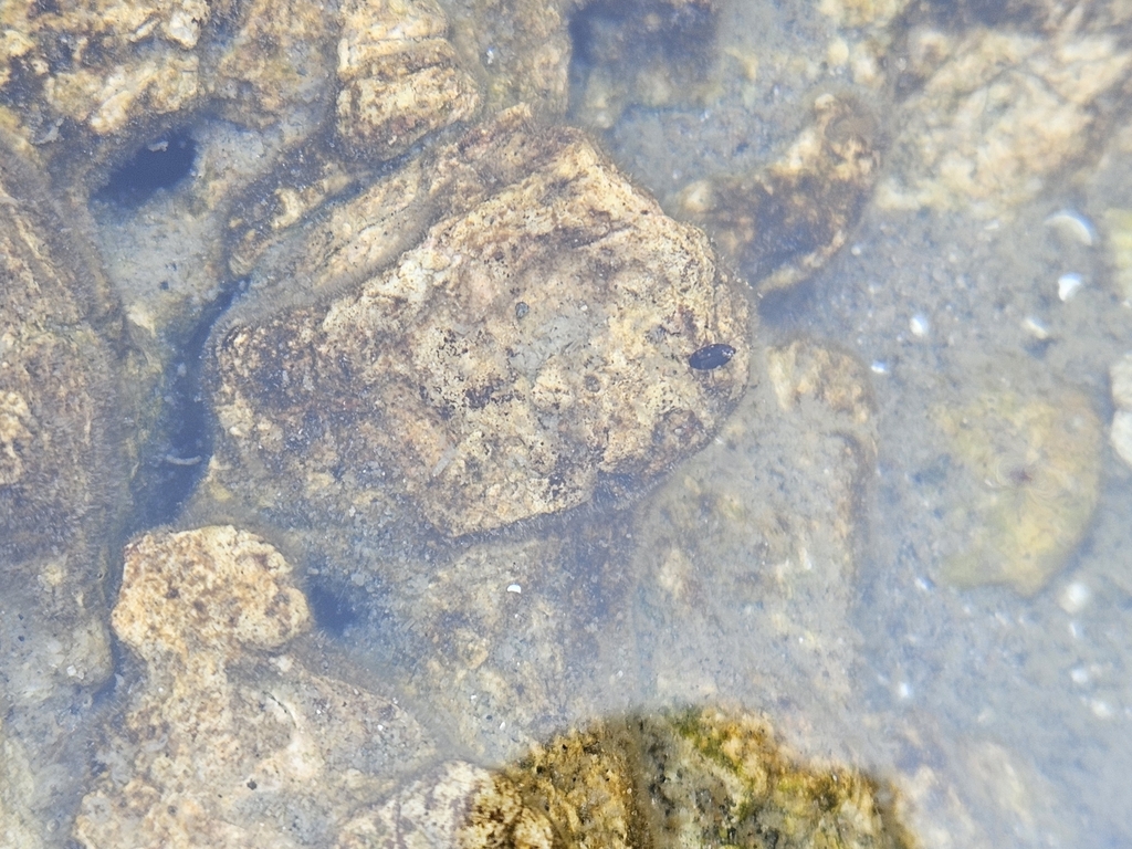 Predaceous Diving Beetles from Providence Bay, ON P0P 1T0, Canada on ...