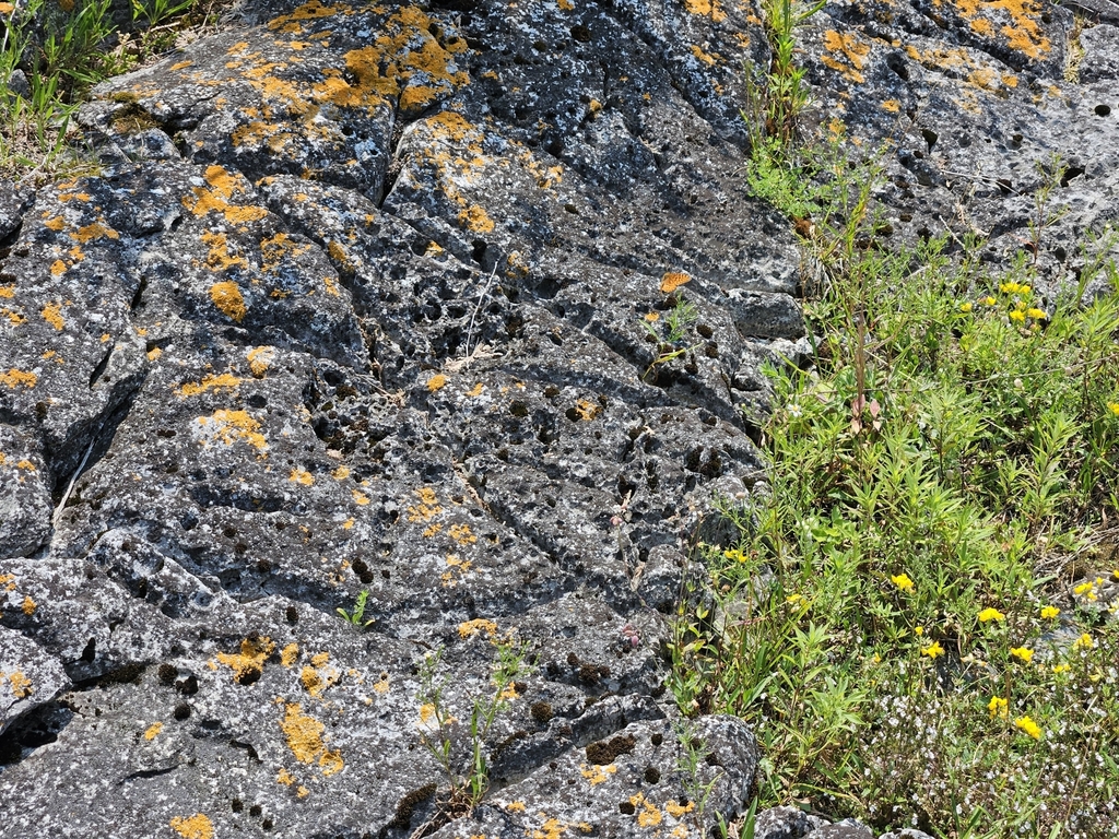 Aphrodite Fritillary from Providence Bay, ON P0P 1T0, Canada on July 26 ...