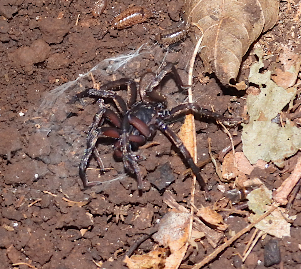 Rainforest Wishbone Spiders from Mount Glorious QLD 4520, Australia on ...