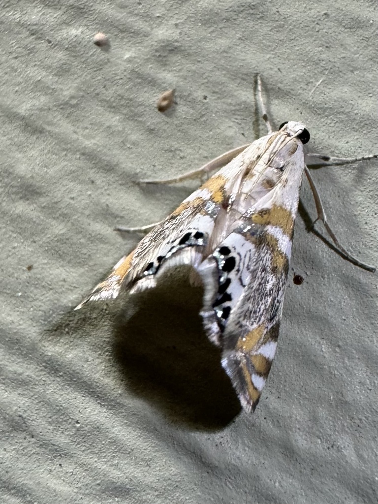 Kearfott's Petrophila from Sunglo Dr, Okanagan-Similkameen, BC, CA on ...