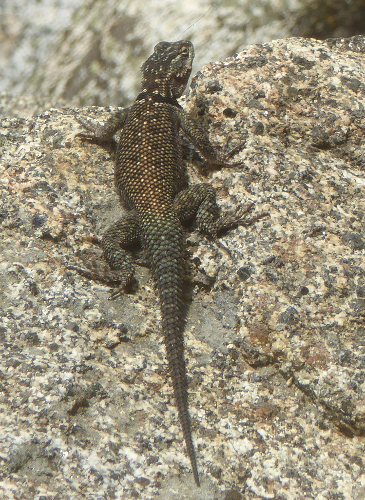 Spiny Lizards from San Bernardino National Forest, Riverside County, US ...