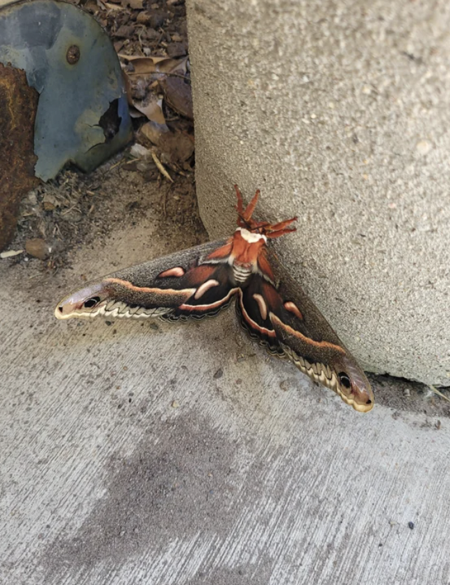 Cecropia Moth from Minnetonka, MN, USA on July 20, 2024 at 12:31 AM by ...