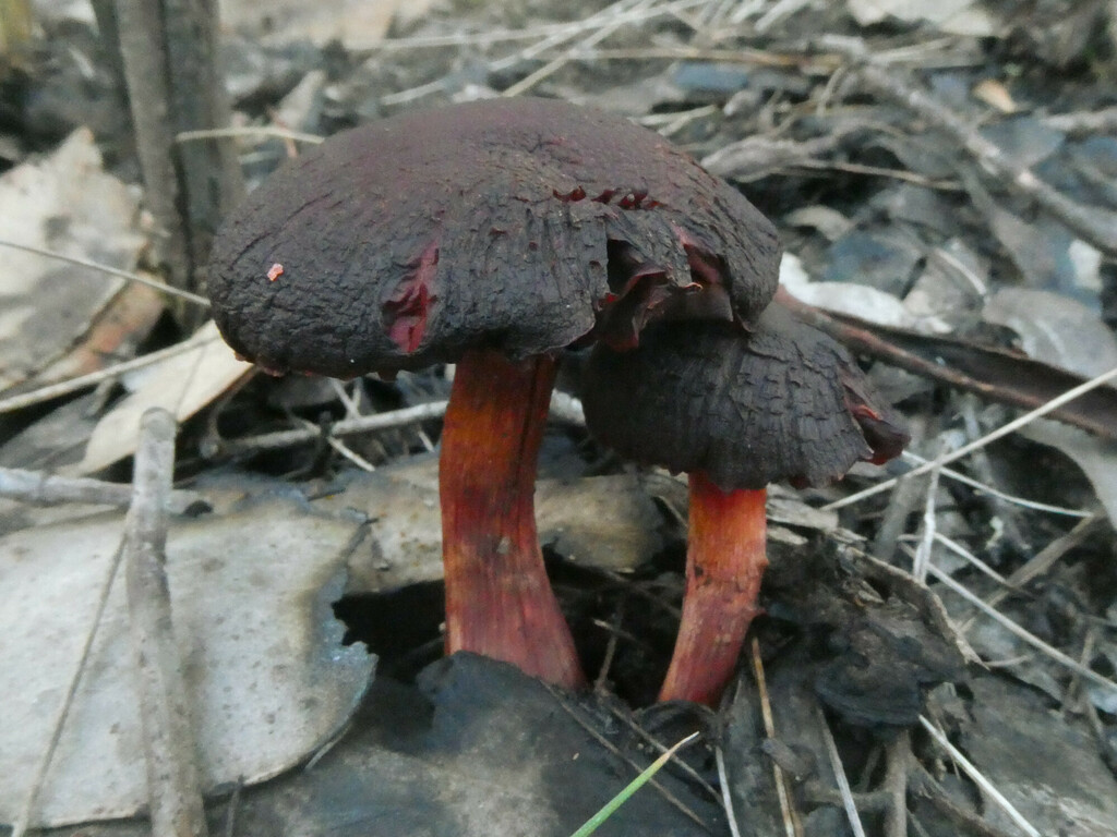 Webcaps from Gisborne VIC 3437, Australia on July 25, 2024 at 04:25 PM ...