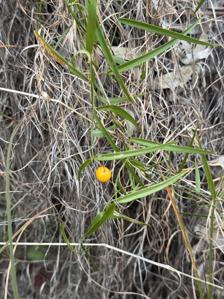 Wombat Berry from Main Range National Park, The Falls, QLD, AU on July ...