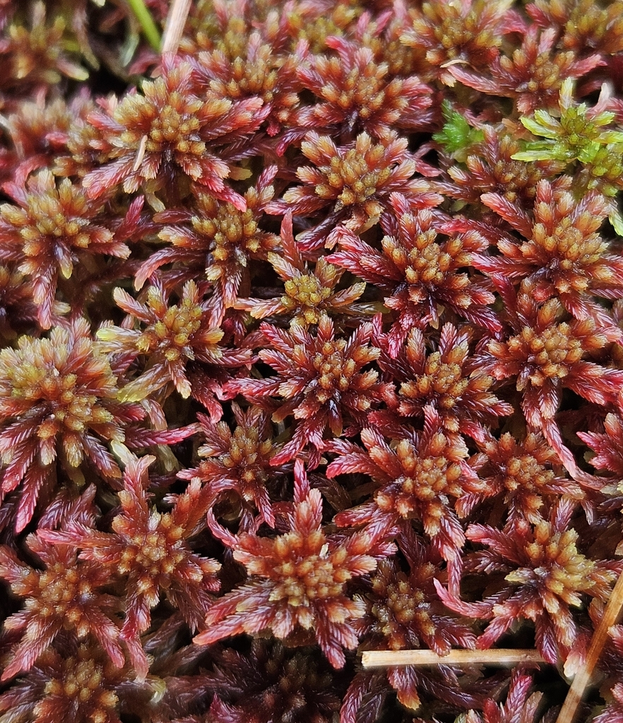 Red Peatmoss from Featherbed Moss, Glossop SK13 7PQ, UK on July 25 ...