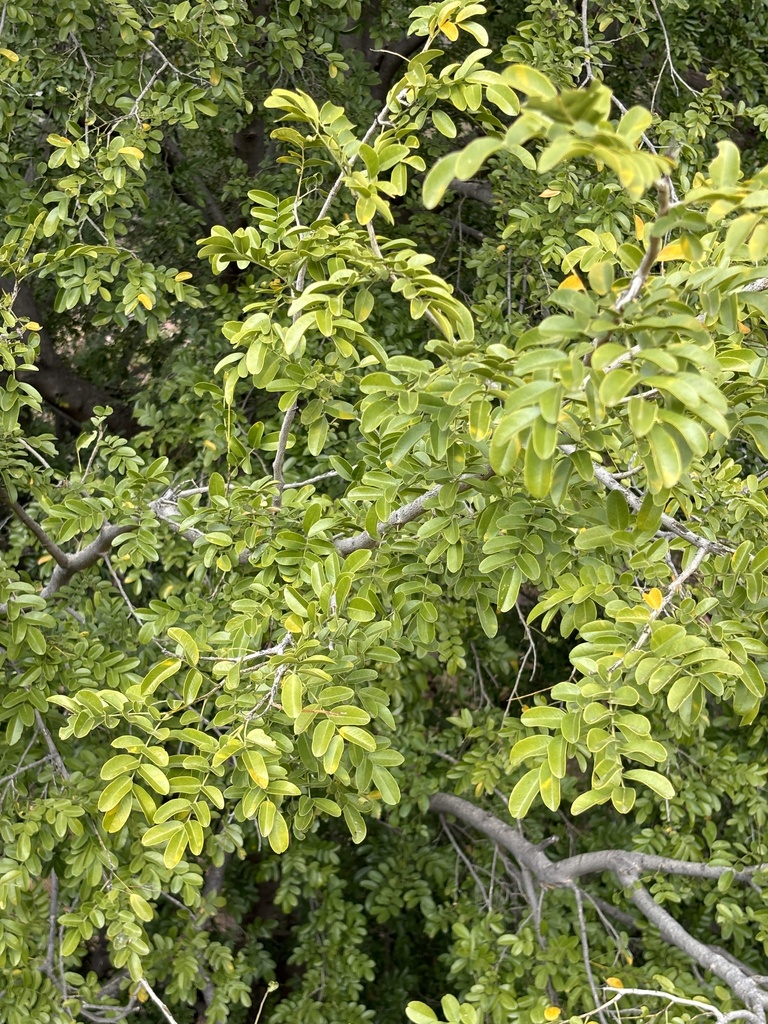 Nyala Tree from Musina, Musina, LP, ZA on July 26, 2024 at 11:49 AM by ...