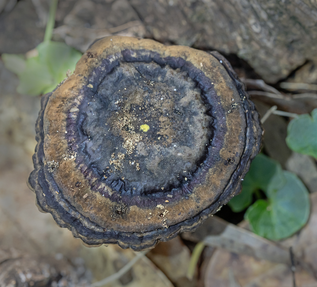 red-staining stalked polypore from Central Coast NSW, Australia on June ...