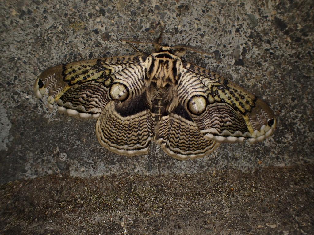 Japanese Owl Moth in May 2020 by renshuchu · iNaturalist