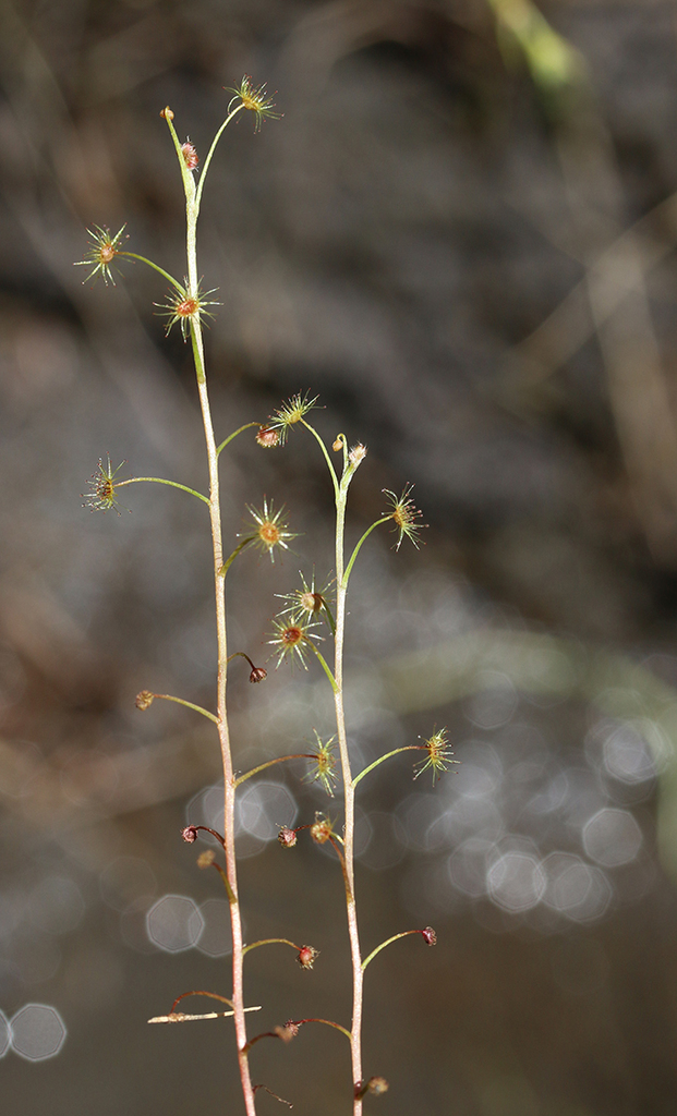 Drosera banksii in May 2017 by Jason Searle · iNaturalist