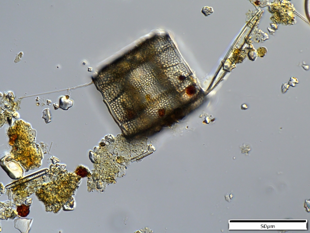 Biddulphia alternans from Golden Beach QLD 4551, Australia on February ...