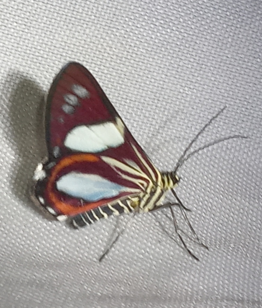 Erateina cachara from San Antonio de Oriente, Francisco Morazán ...