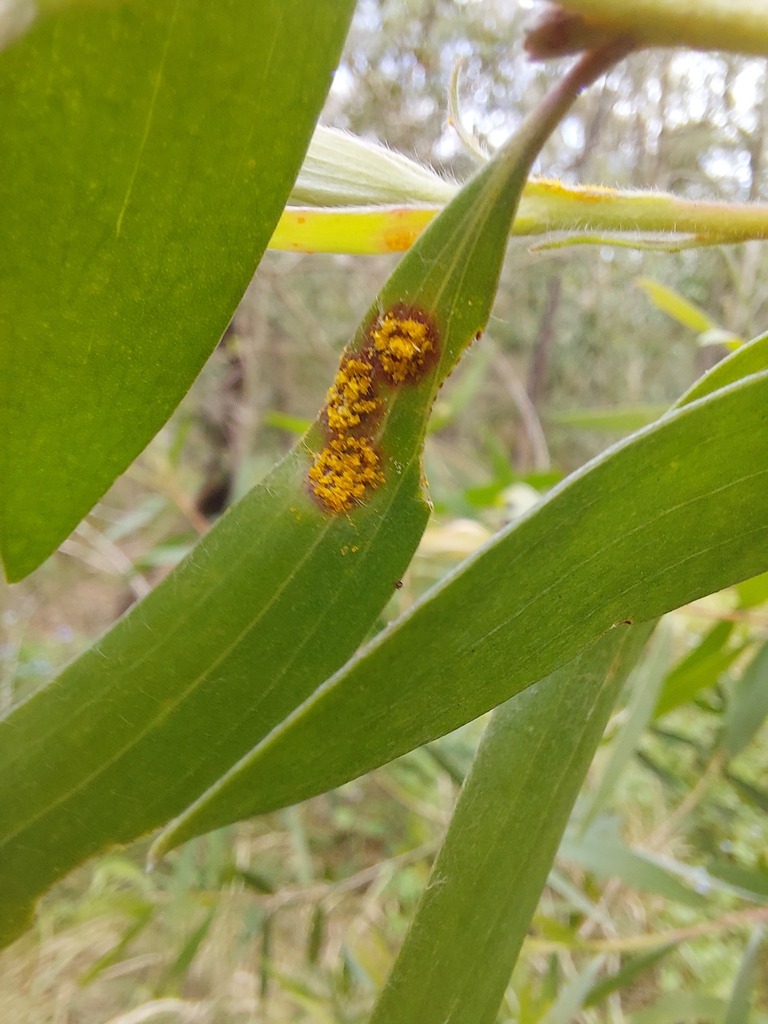 Myrtle Rust from Brisbane QLD, Australia on July 27, 2024 at 01:41 PM ...