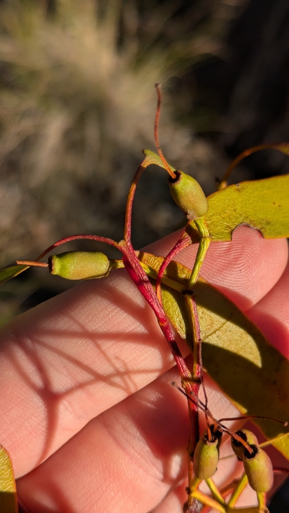Box Mistletoe from Gundaroo NSW 2620, Australia on July 27, 2024 at 03: ...