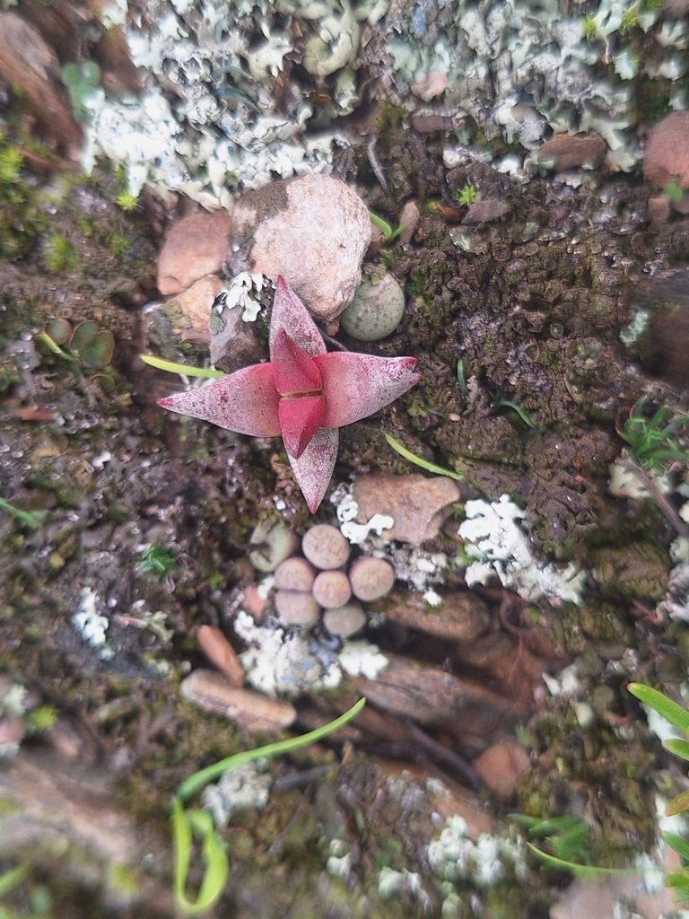 Crassula congesta laticephala in July 2024 by stephen hardcastle ...