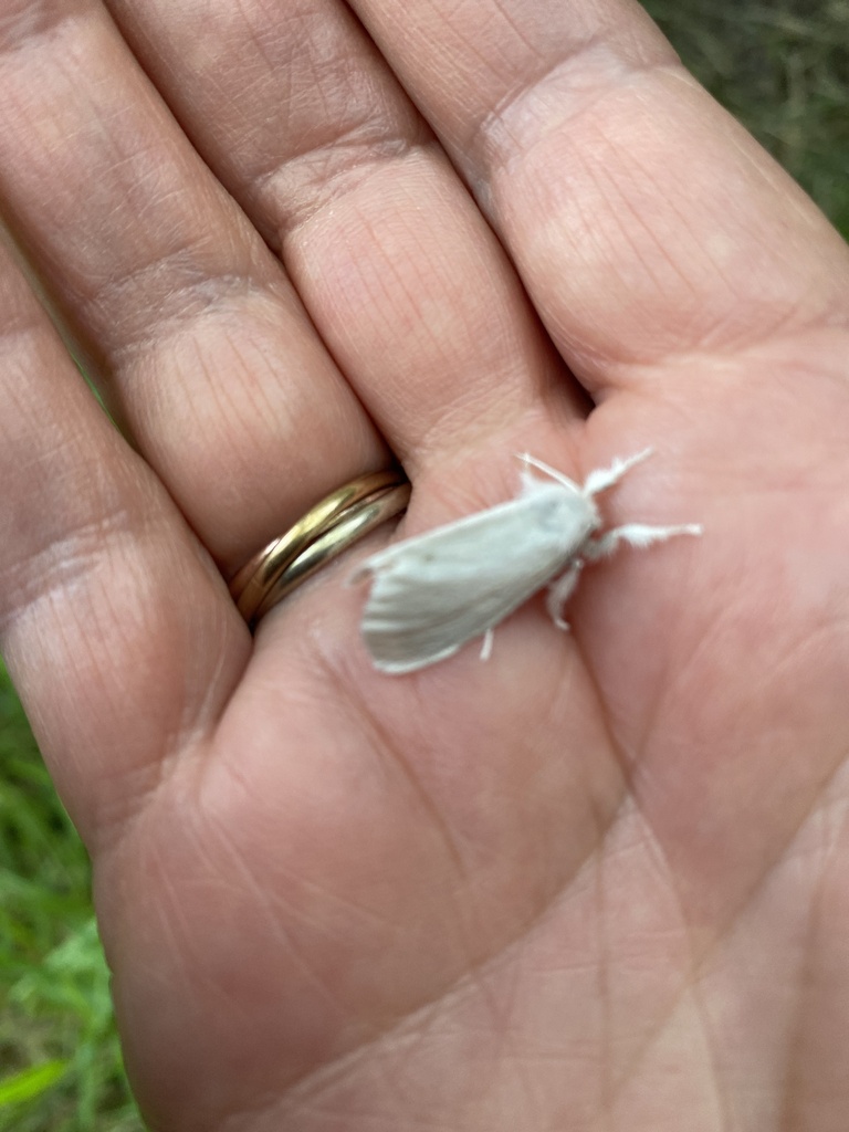 Swan Moth from ZSL Whipsnade Zoo, Dunstable, England, GB on July 27 ...