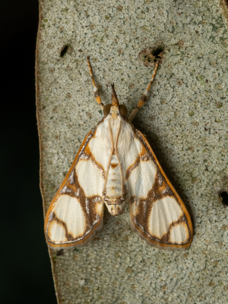 Cirrhochrista fumipalpis from Yio Chu Kang, Singapore on July 27, 2024 ...