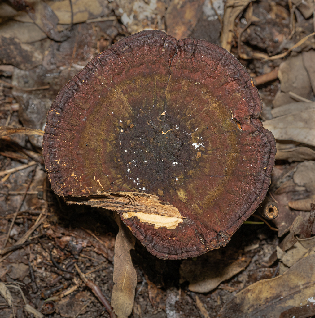 red-staining stalked polypore from Central Coast NSW, Australia on July ...