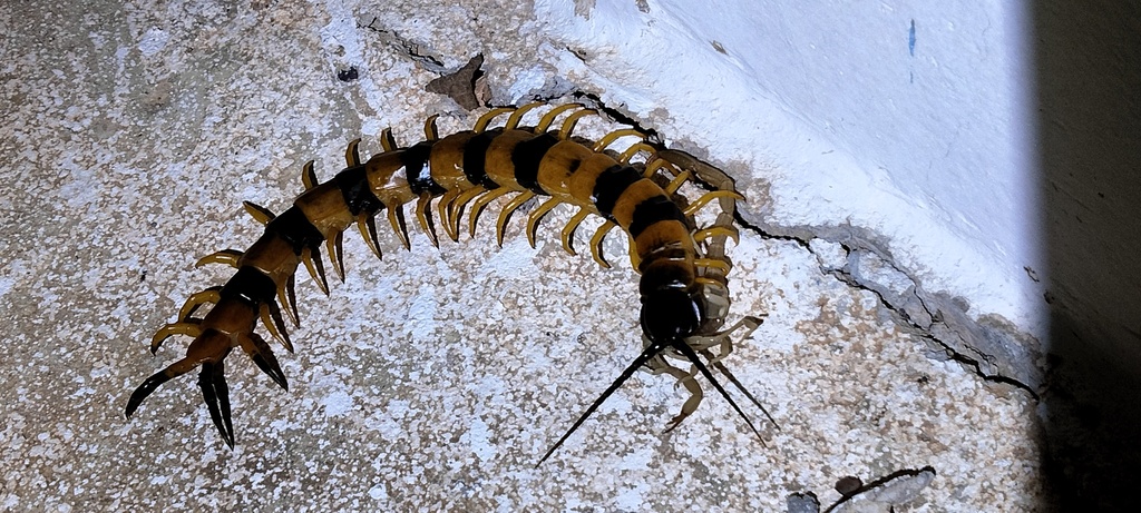 Indian Tiger Centipede from Andhra Pradesh, India on July 26, 2024 at ...