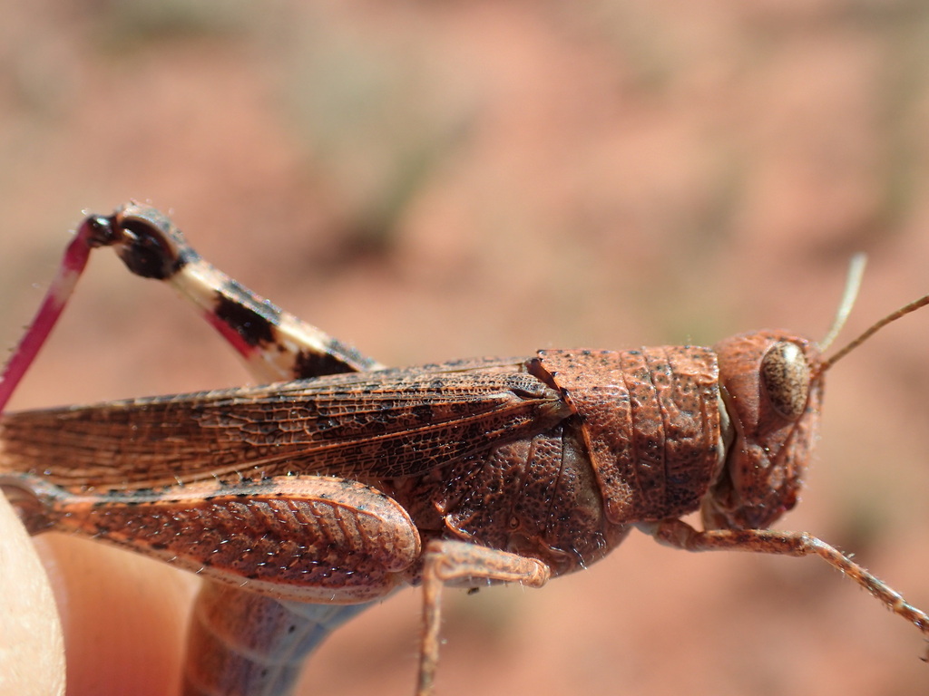 Striped Ungee-gungee from Hale NT 0872, Australia on July 11, 2024 at ...