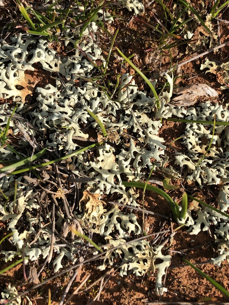 Resurrection Lichen from Hopkins Creek Conservation Park, Burra, SA, AU ...