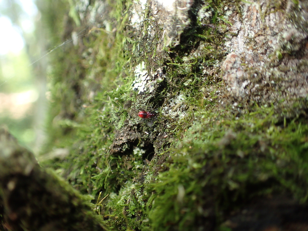 Japanese Assassin Bug in July 2024 by hakkahamushi · iNaturalist
