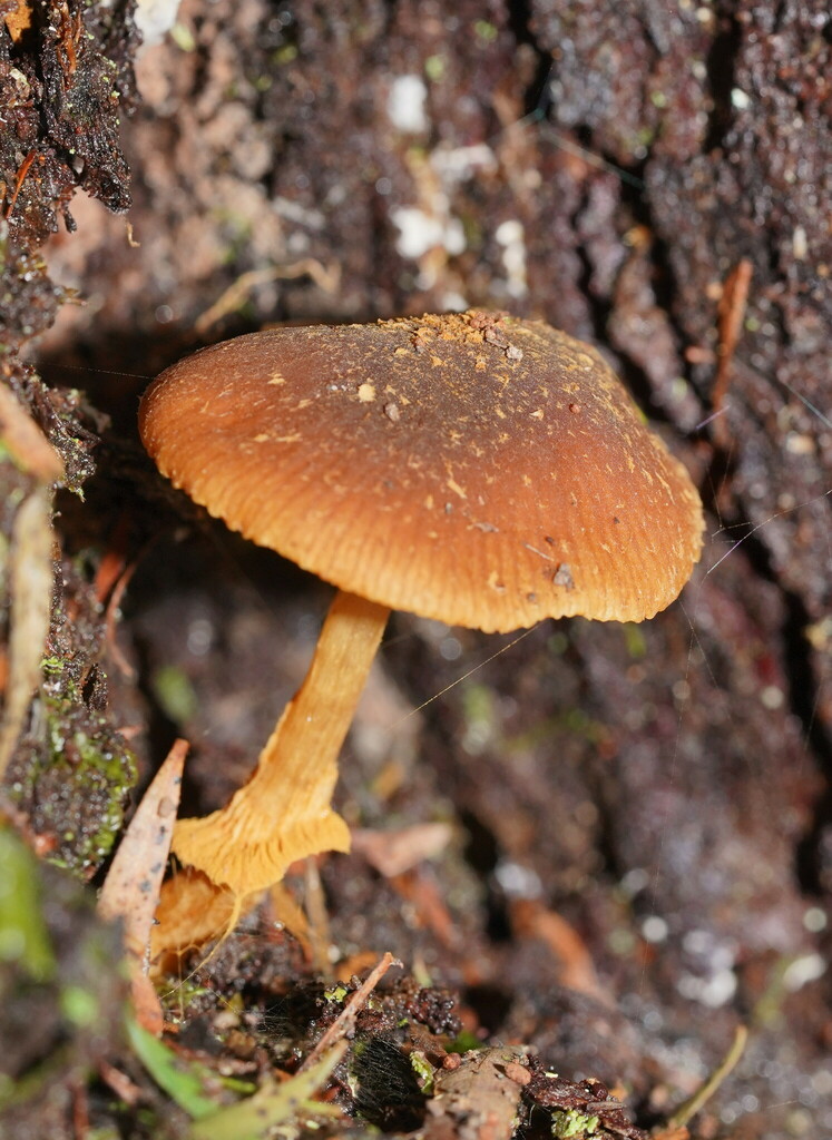 Descolea recedens from Taggerty VIC 3714, Australia on July 23, 2024 at ...