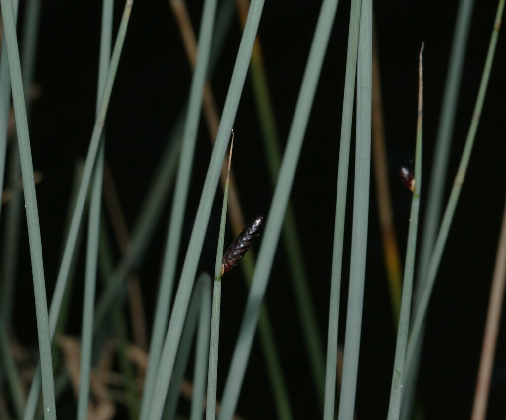 grey sedge from Brisbane QLD, Australia on July 27, 2024 at 04:33 PM by ...