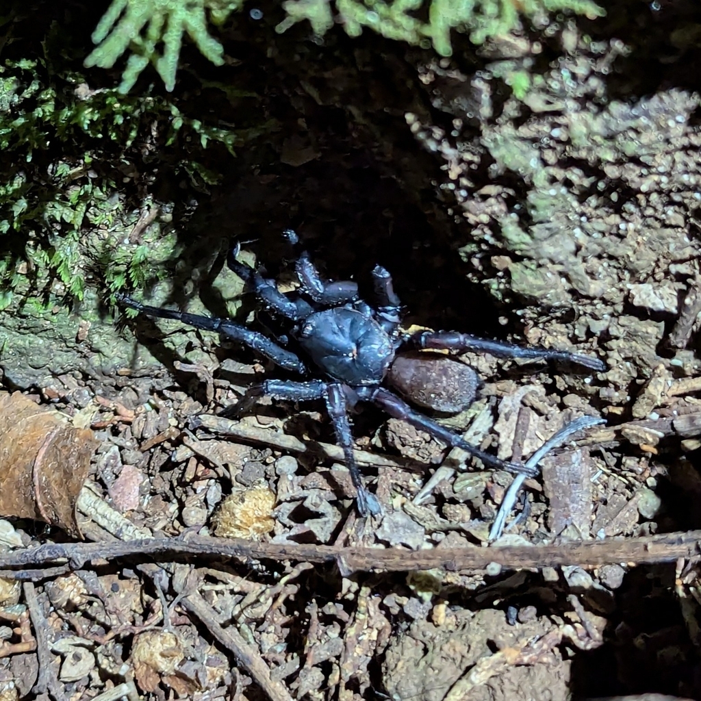 Rainforest Wishbone Spiders from O'Reilly QLD 4275, Australia on July ...