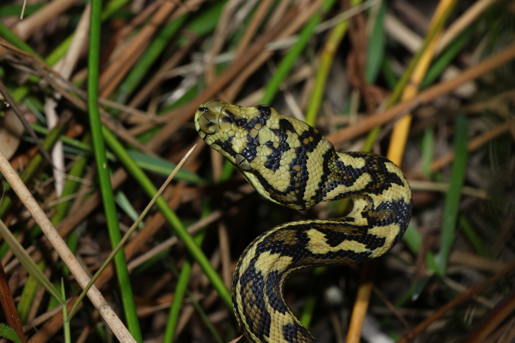 Coastal Carpet Python from Brisbane QLD, Australia on July 27, 2024 at ...