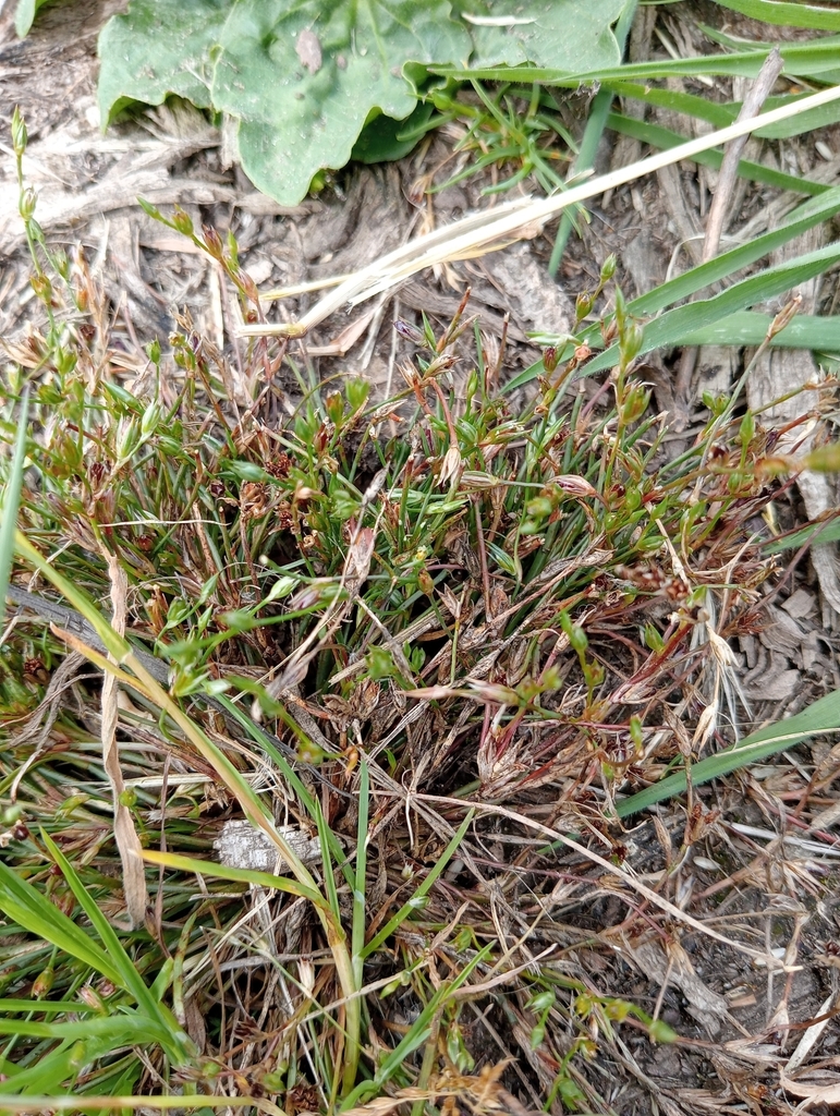 Toad rush from Fulford, York, UK on July 27, 2024 at 12:18 PM by ...