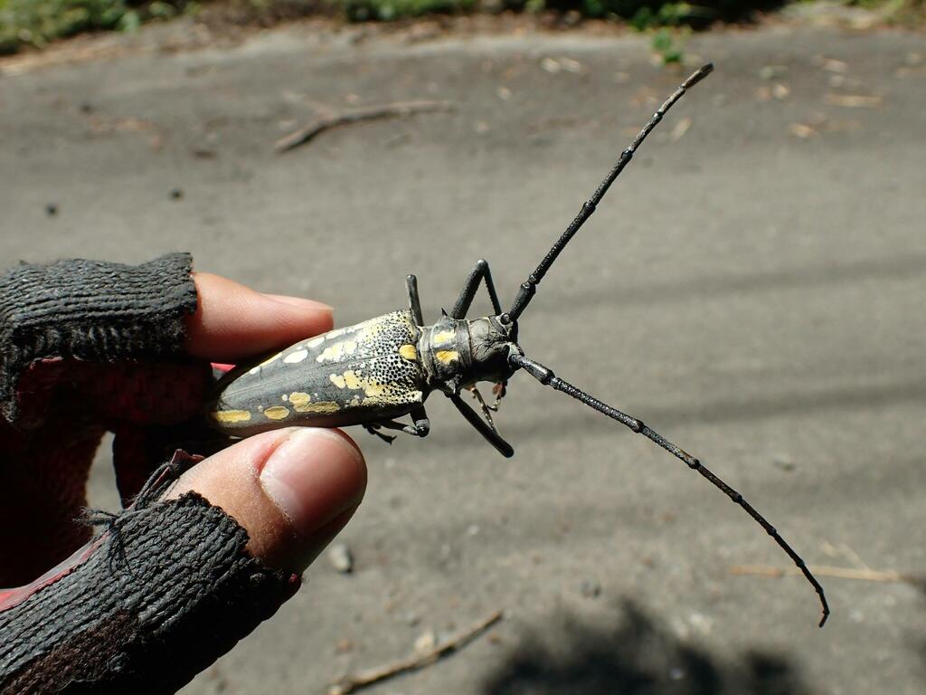 White-striped Longhorn Beetle in September 2020 by renshuchu · iNaturalist
