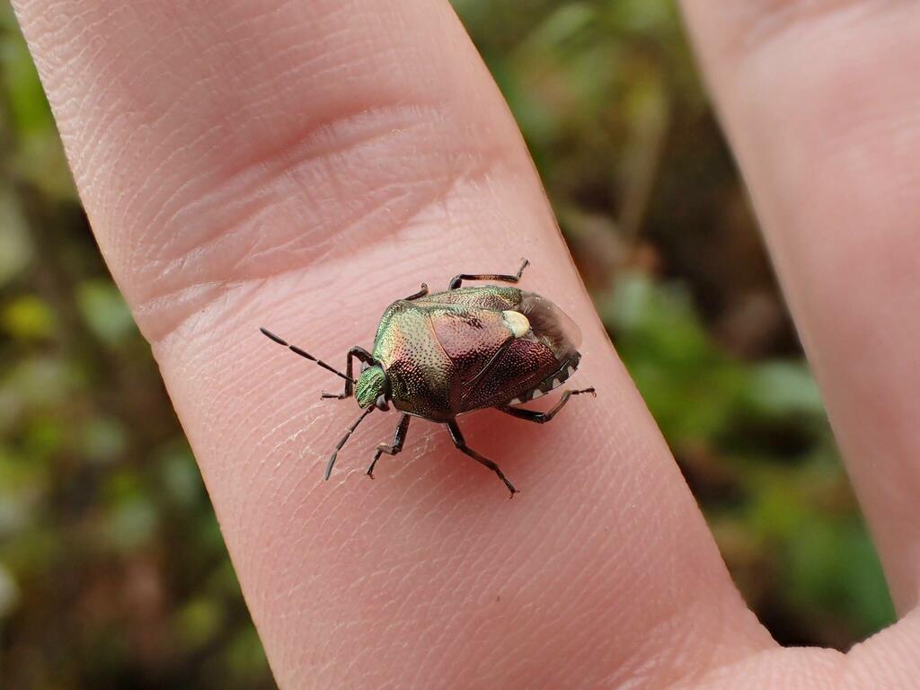 Menida violacea in October 2020 by renshuchu · iNaturalist