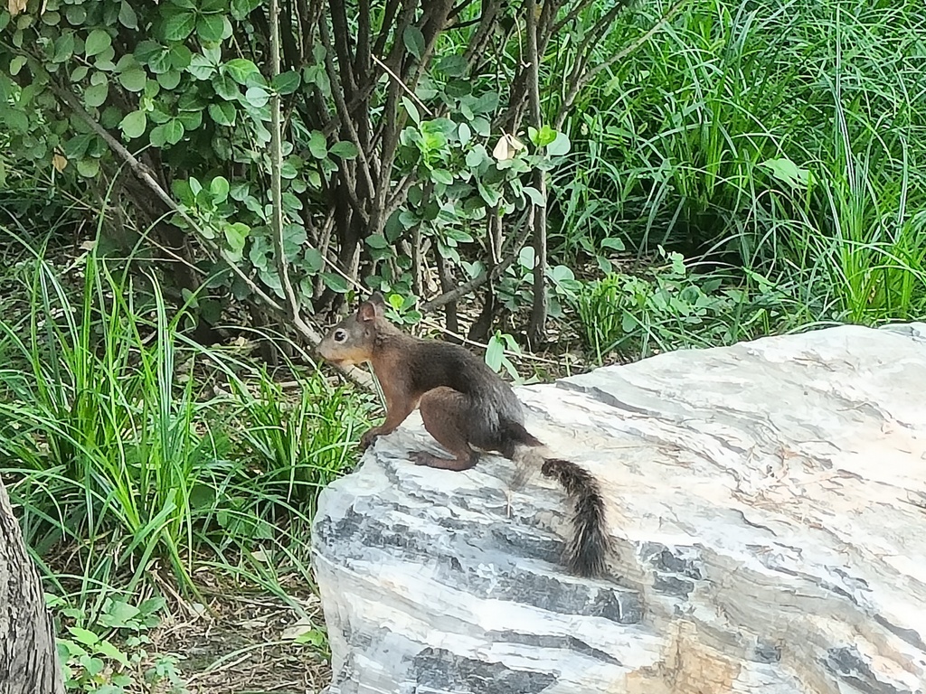 Eurasian Red Squirrel from 中国北京市海淀区蓝旗营 on July 27, 2024 at 04:21 PM by ...