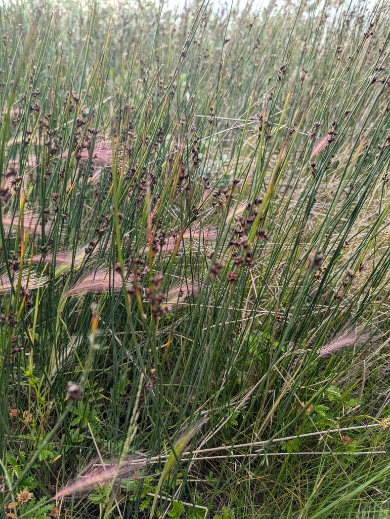 Baltic Rush from Peawanuck, ON P0L 2H0, Canada on July 26, 2024 at 05:42 PM by Andrea Kingsley ...